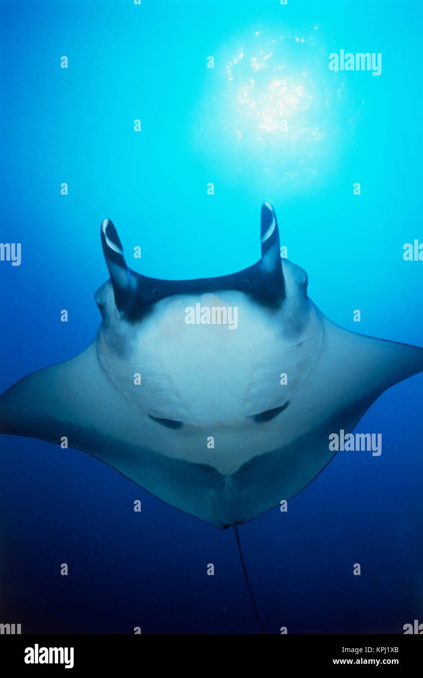 Costa Rica, Cocos Island, Pacific Manta (Manta Alfredi) (Large format ...