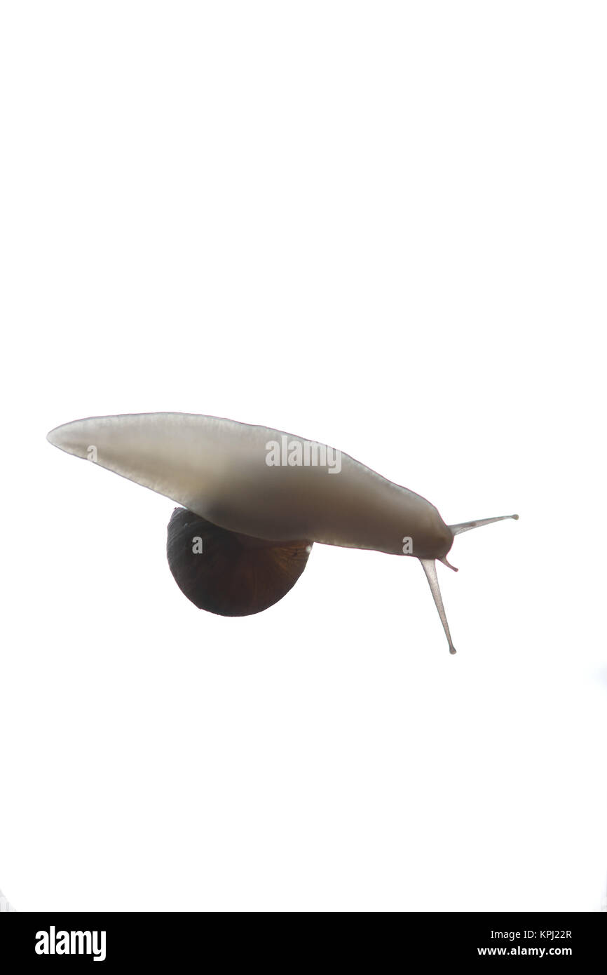 a snail in the window Stock Photo - Alamy