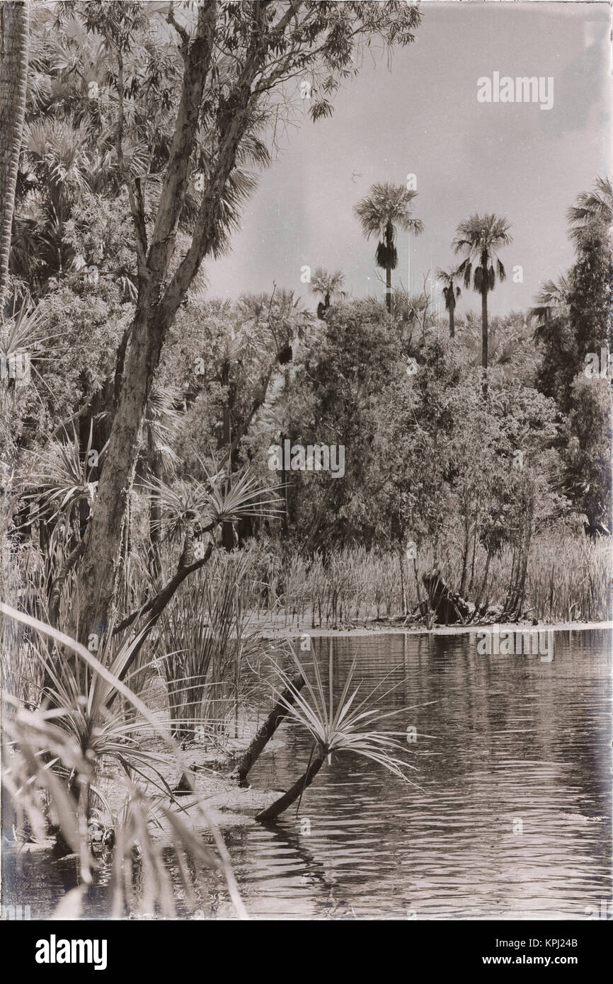 in australia mataranka river the palm and the lake in the nature Stock ...
