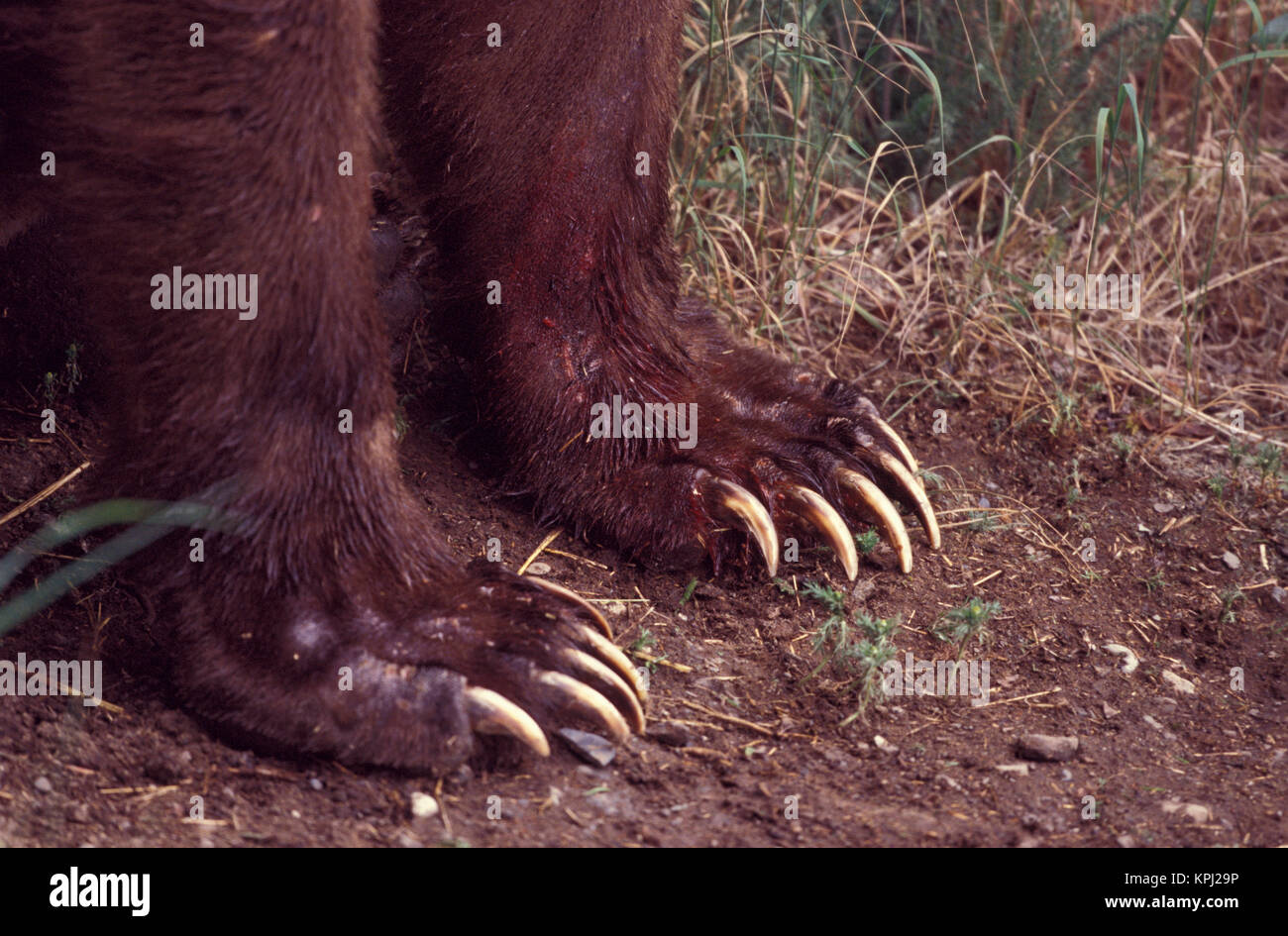 USA, Alaska, Katmai National Park. Brown bear paws (Ursus arctos Stock ...