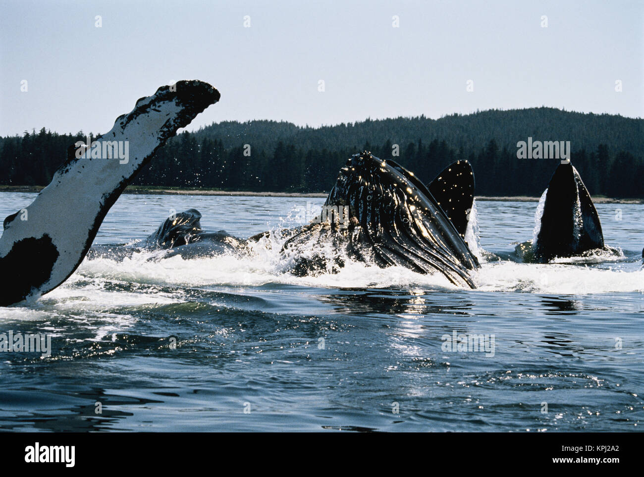 South East Alaska, Frederick Sound, Humpback whales in sea Stock Photo ...