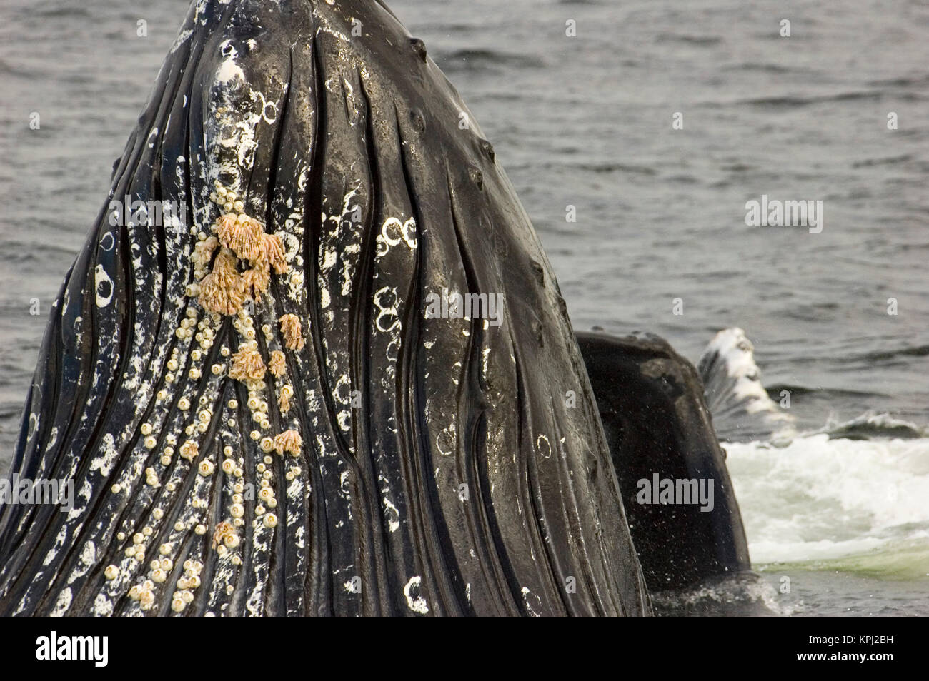 Barnacles On Whales