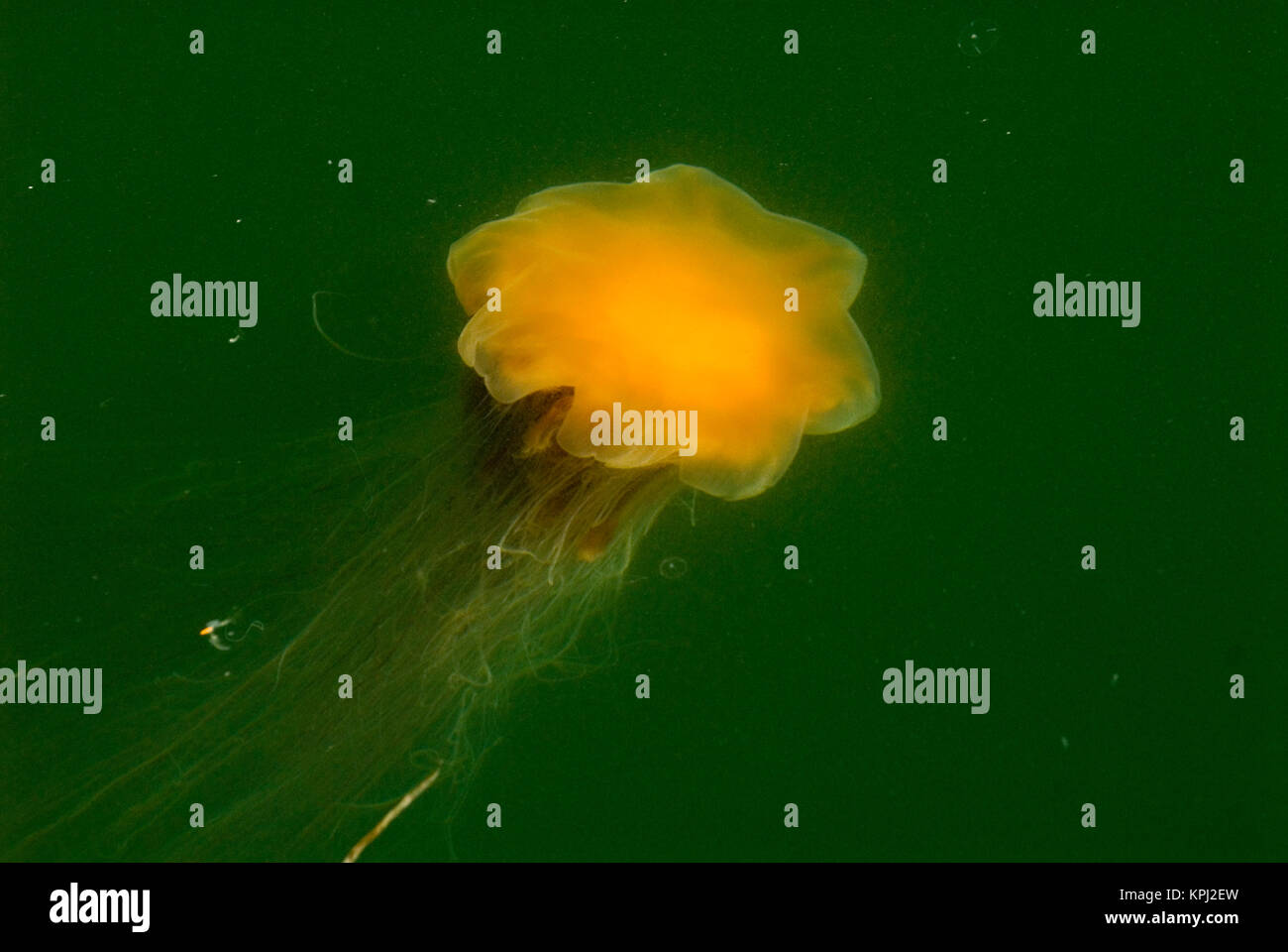 North America, USA, AK, Inside Passage. Lion's Mane Jellyfish (Cyanea ...
