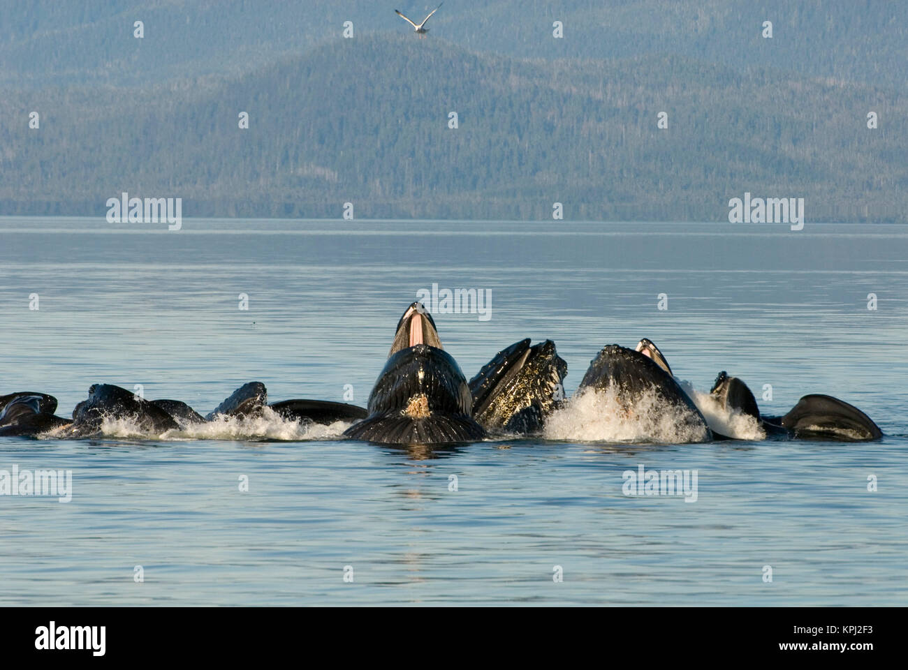 North America, USA, AK, Inside Passage. Humpback Whale pod cooperative ...