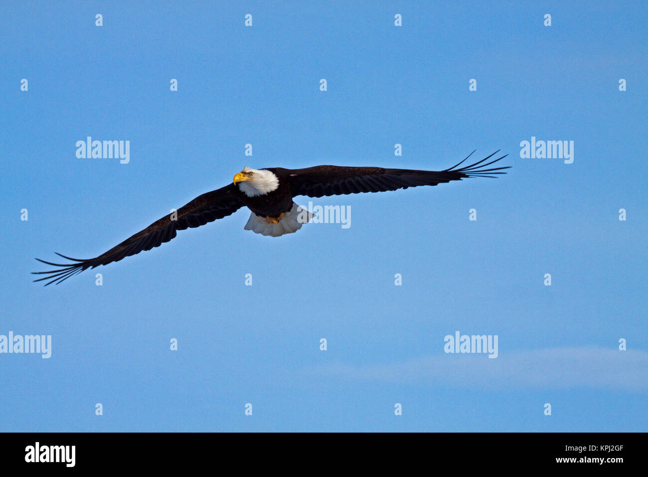 North America. USA. Alaska. Homer. Eagle in Flight Stock Photo - Alamy