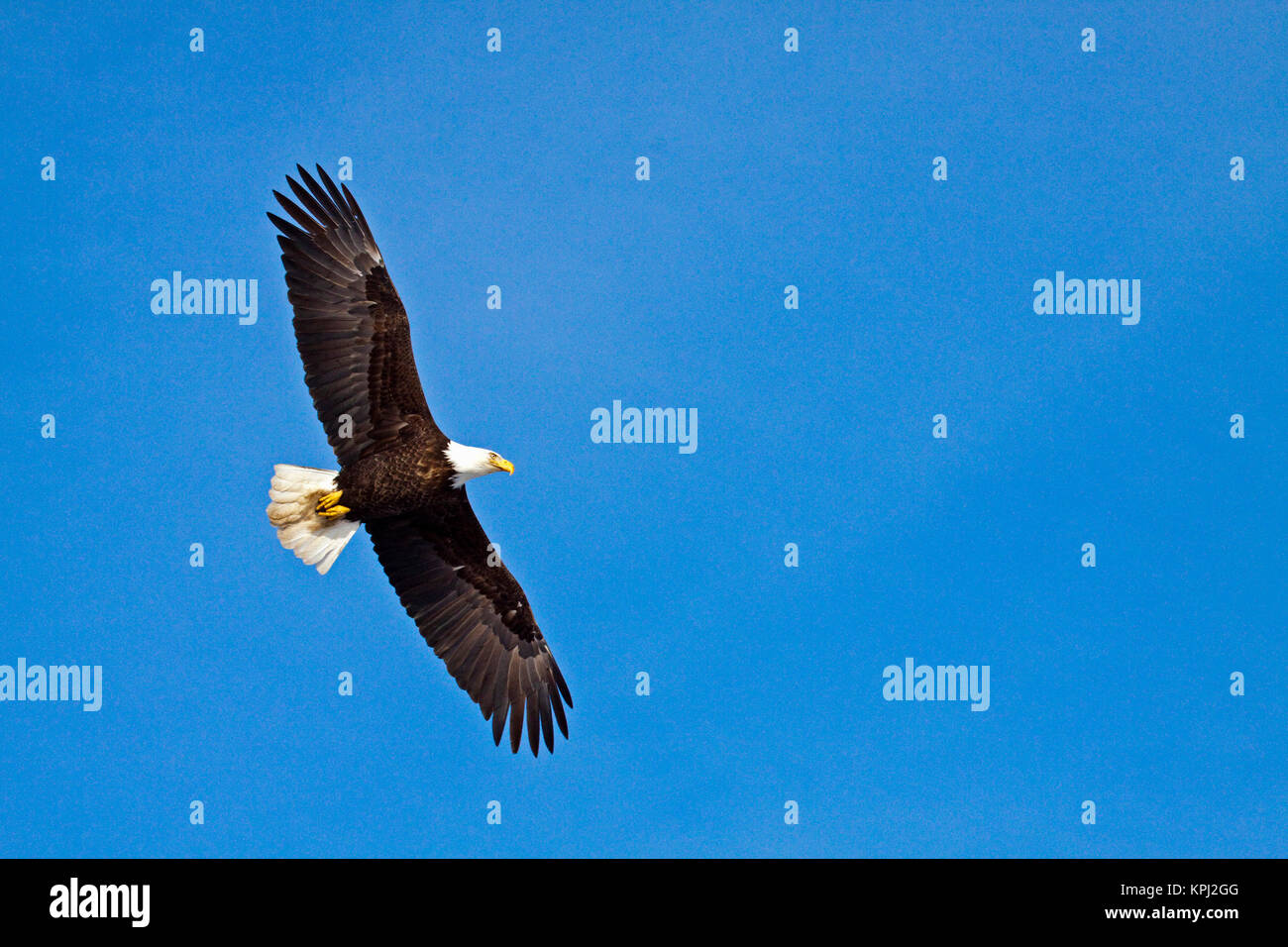 North America. USA. Alaska. Homer. Eagle in Flight Stock Photo - Alamy