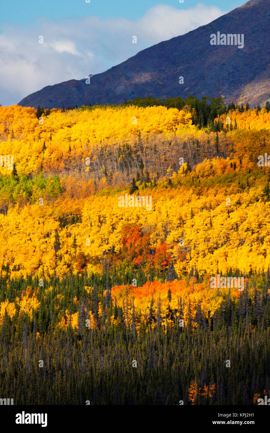 North America. USA. Alaska. Hillside of Aspens in Autumn Color Stock ...