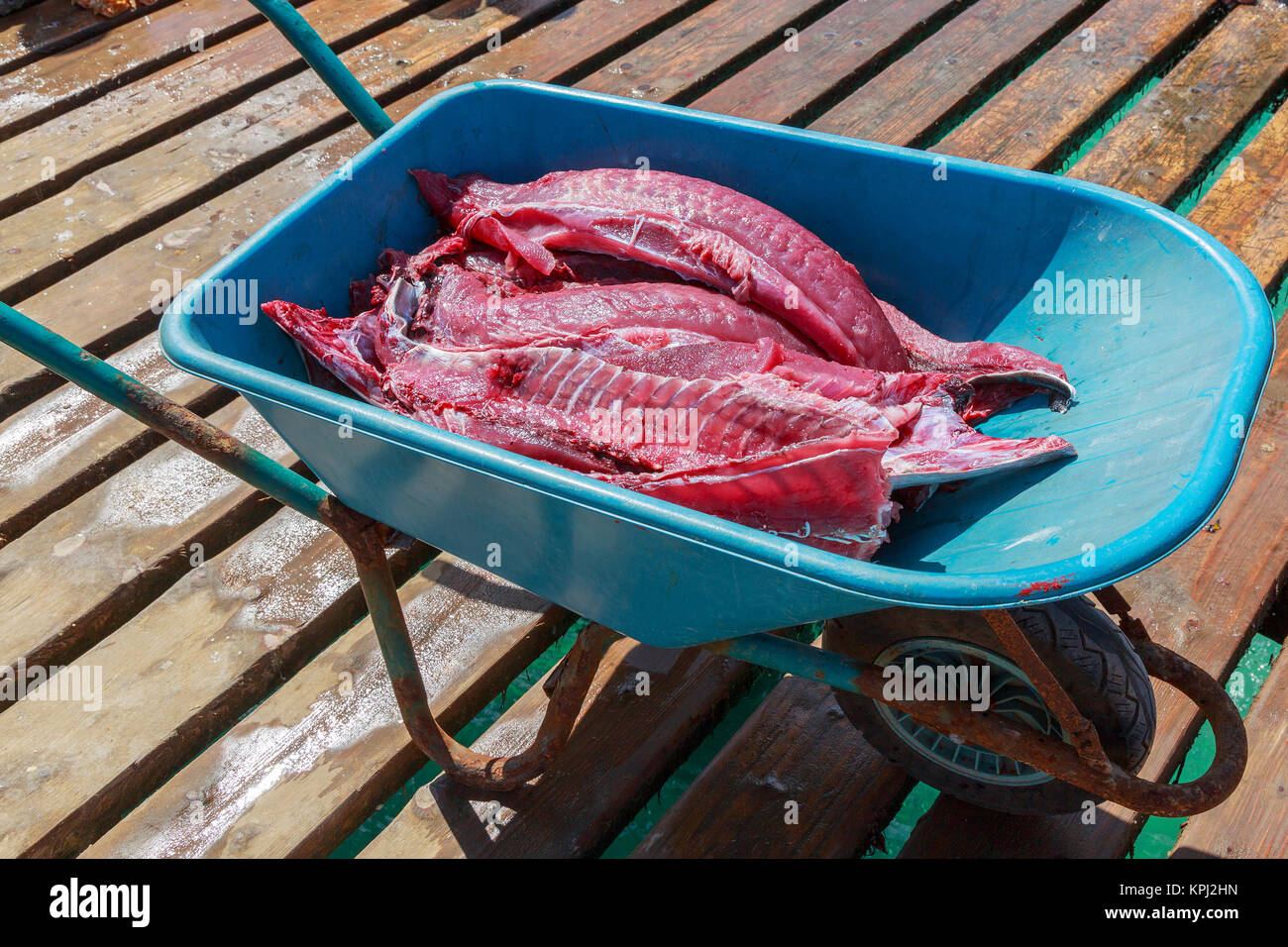 Fillets of freshly caught and gutted tuna with the fillets being taken ...