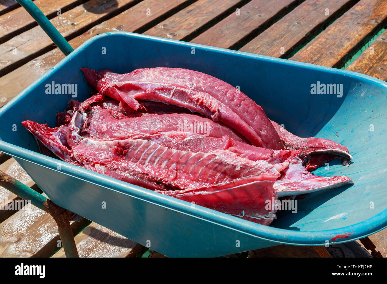 Freshly gutted tuna fillets being taken off the pier in a wheelbarrow ...