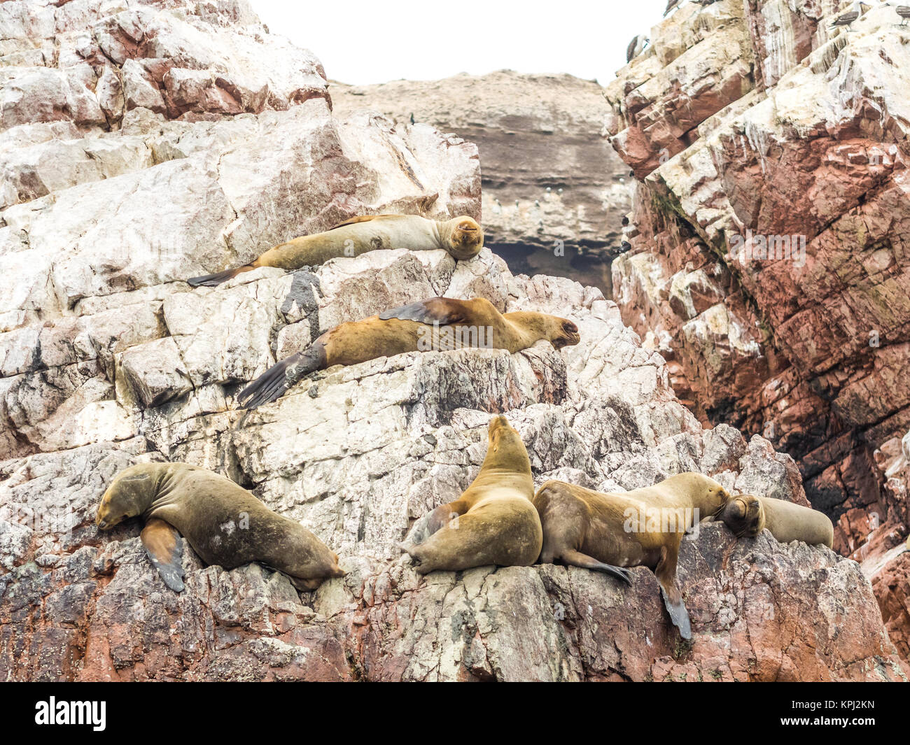 Peruvian sea lions seen in the Ballestas islands, in the Paracas ...