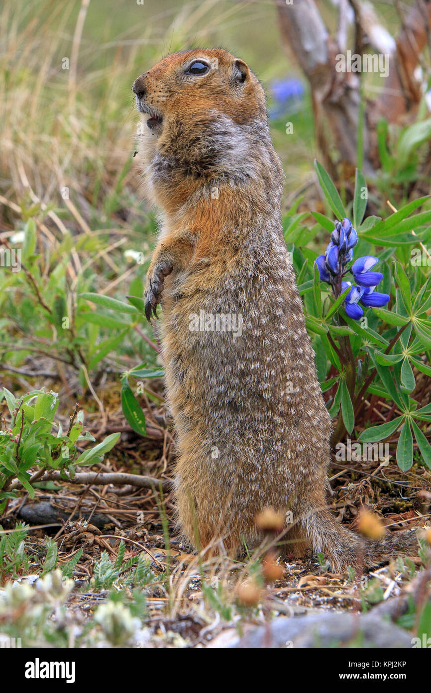 Arctic Ground Squirrel. Along Kongakut River. Arctic National Wildlife ...