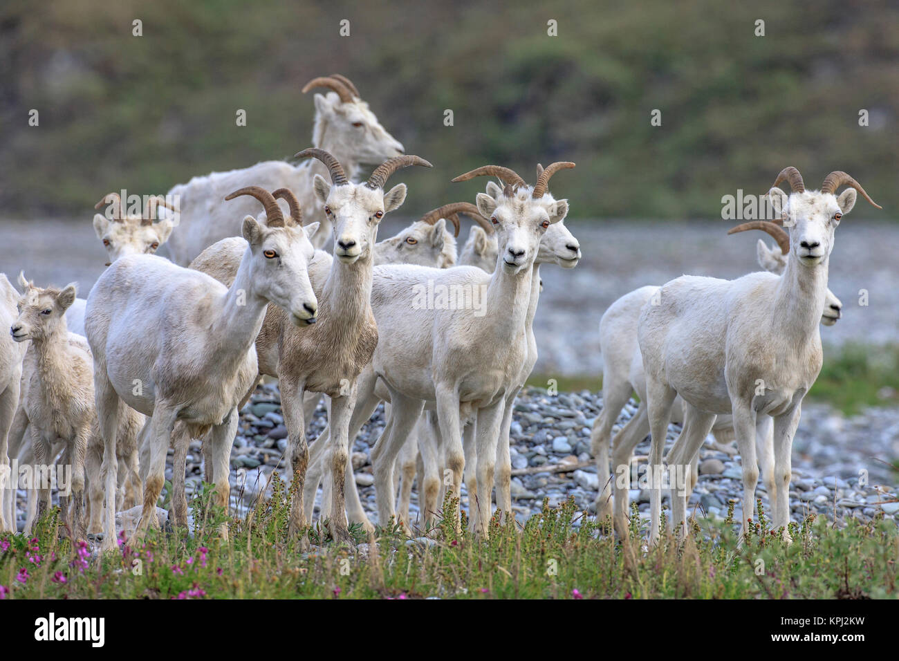 Mountain Goats. Along Kongakut River. Arctic National Wildlife Refuge ...