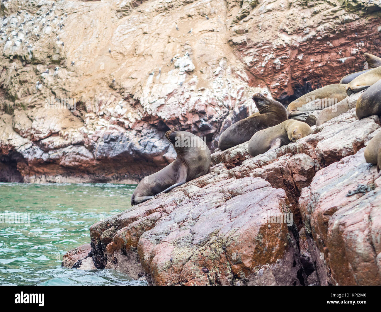 Peruvian sea lions seen in the Ballestas islands, in the Paracas ...