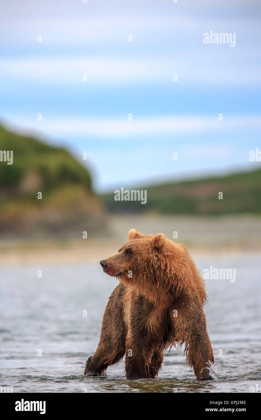 Mcneil river state game sanctuary and refuge hi-res stock photography ...