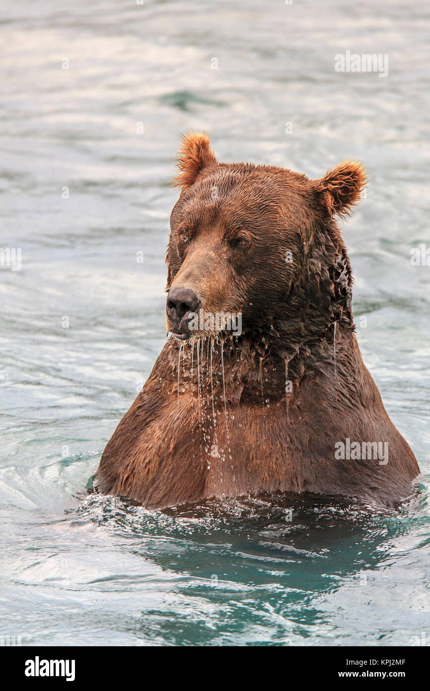 Grizzly Bears. Also called Brown Bears. McNeil River State Game ...