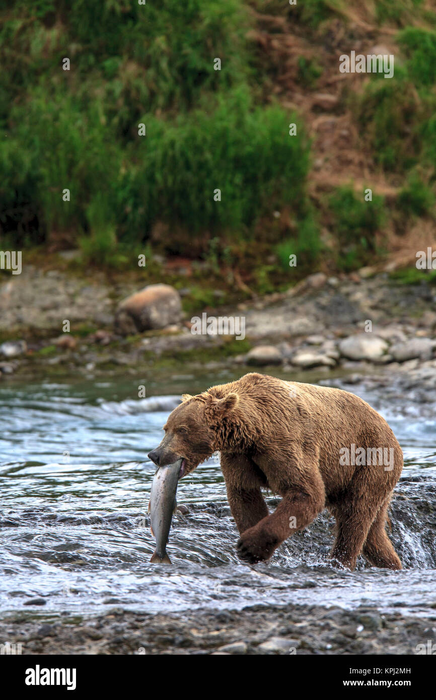 Grizzly Bears. Also called Brown Bears. McNeil River State Game ...