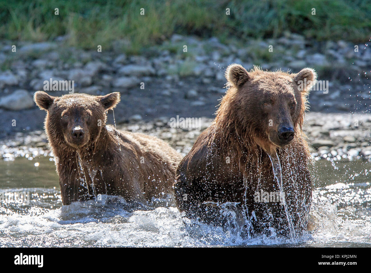 Grizzly Bears. Also called Brown Bears. McNeil River State Game ...