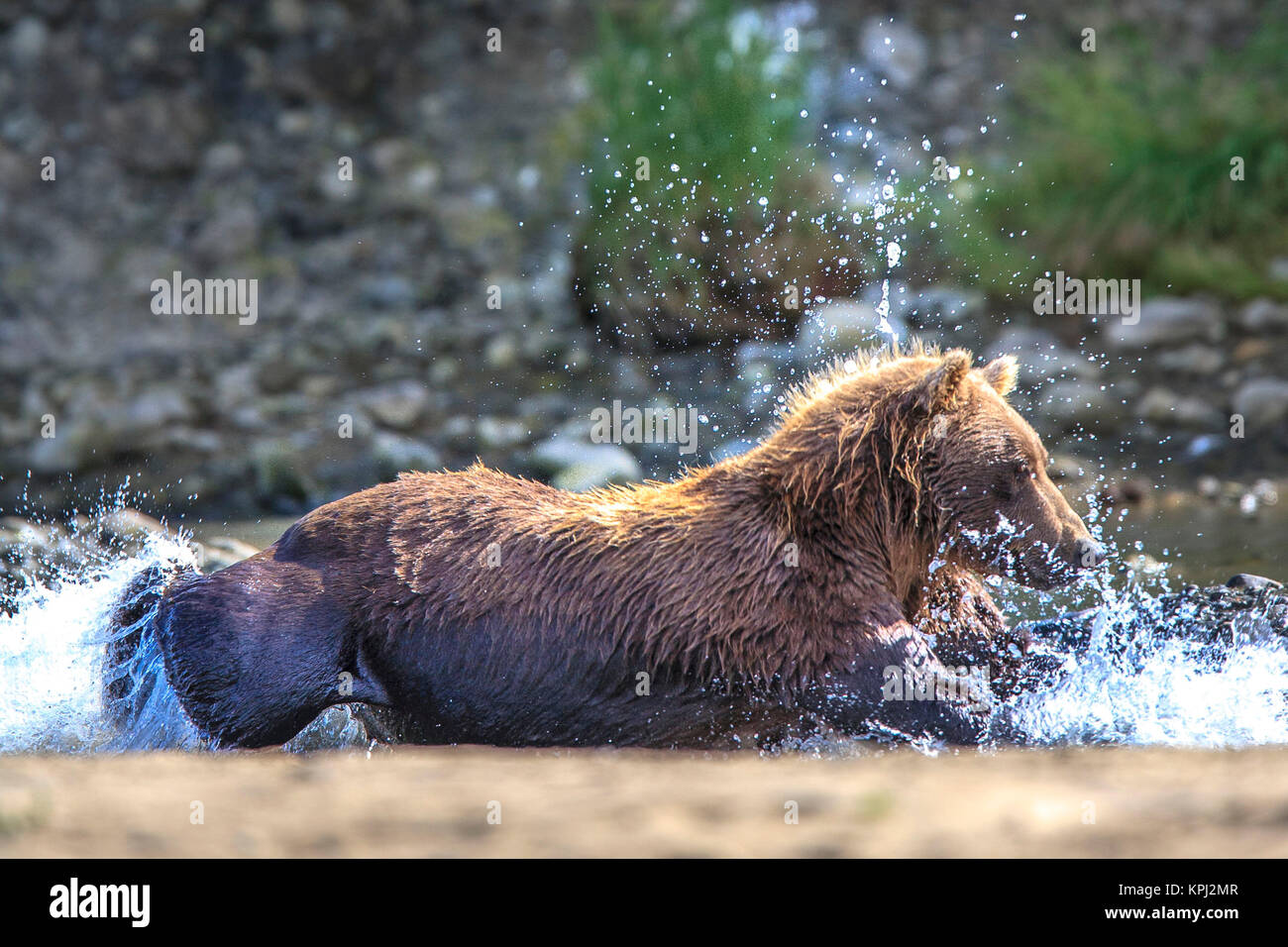 Grizzly Bears. Also called Brown Bears. McNeil River State Game ...