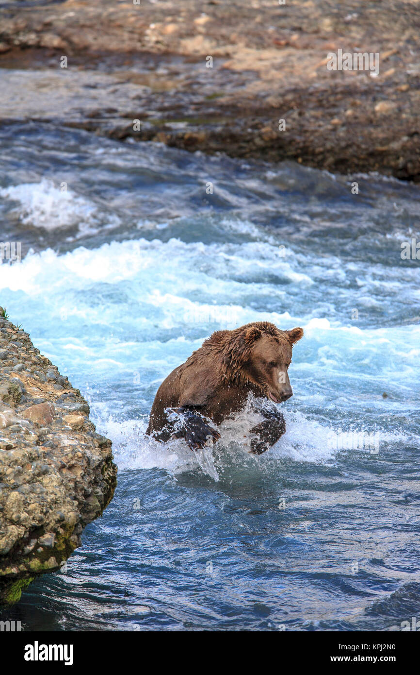 Grizzly Bears. Also called Brown Bears. McNeil River State Game ...