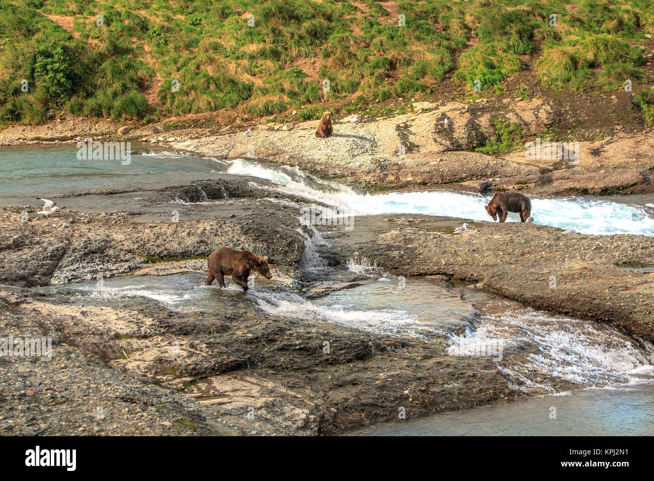 Grizzly Bears. Also called Brown Bears. McNeil River State Game ...