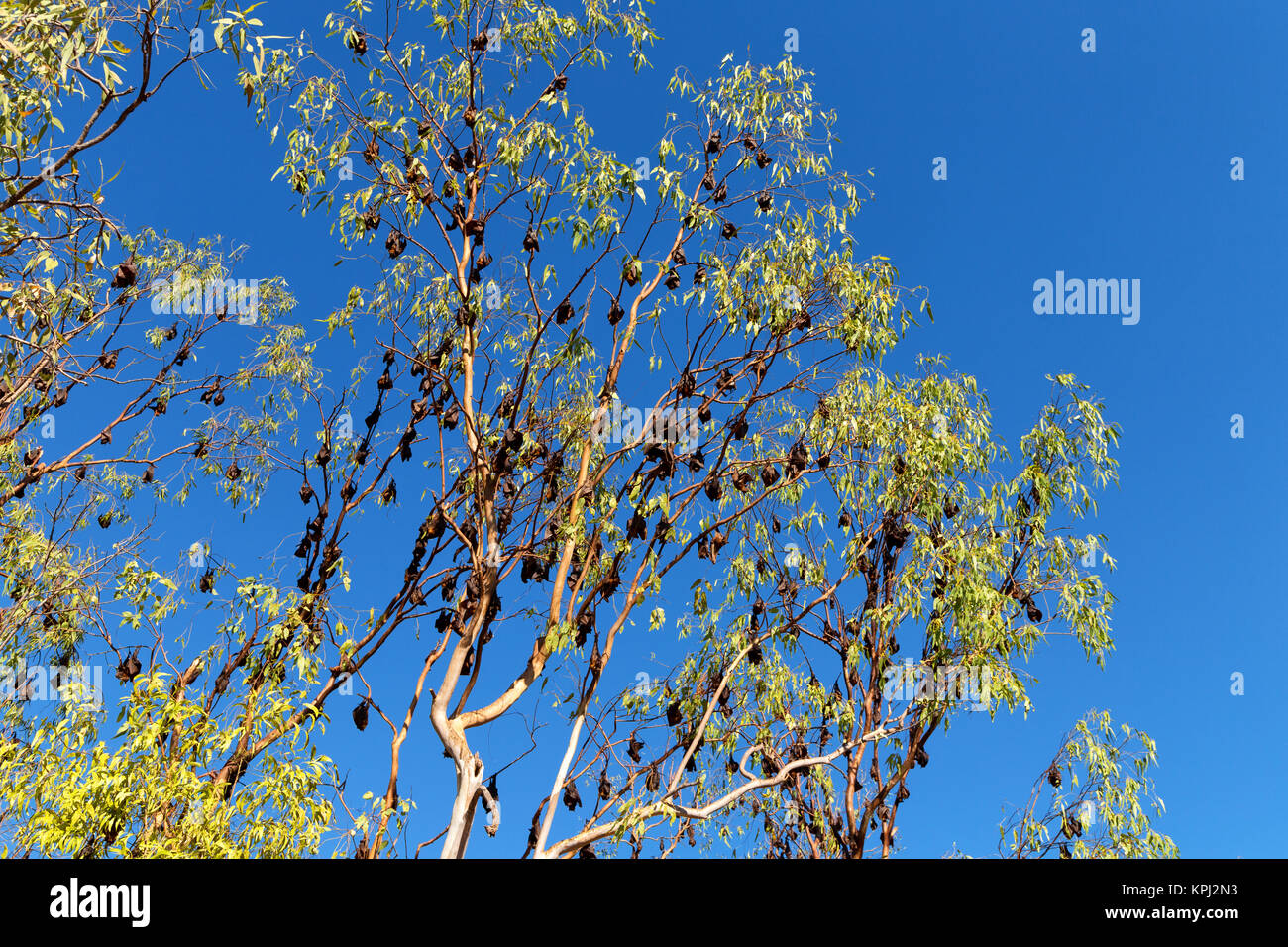 in the australia outback the wilderness colony of bat in the tree Stock ...