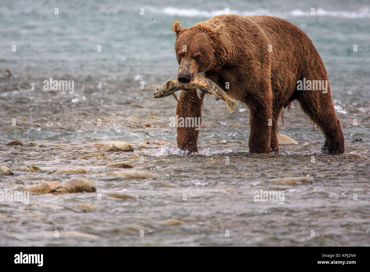 Grizzly Bears. Also called Brown Bears. McNeil River State Game ...
