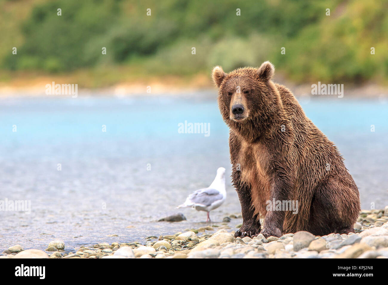 Grizzly Bears. Also called Brown Bears. McNeil River State Game ...