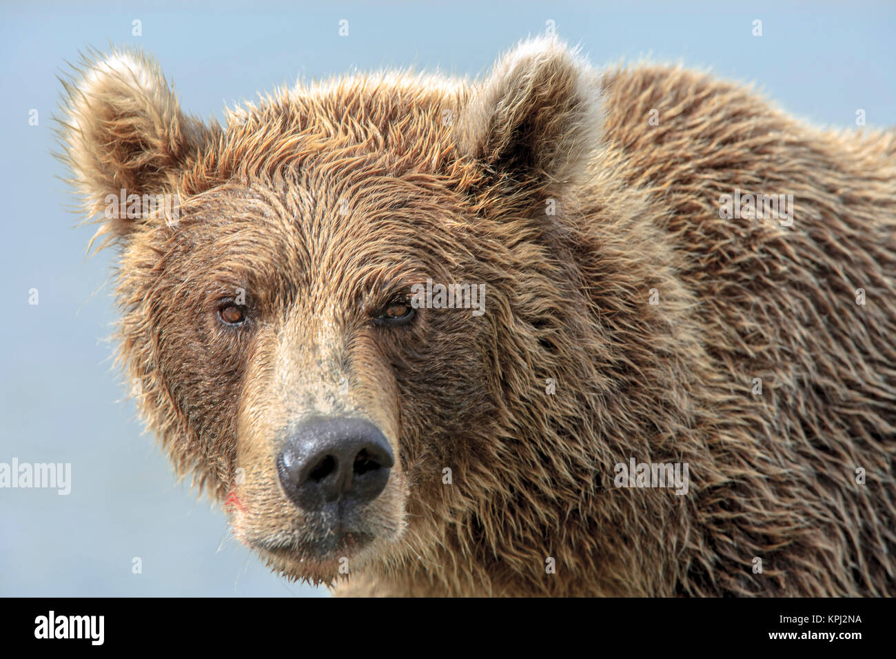 Grizzly Bears. Also called Brown Bears. McNeil River State Game ...