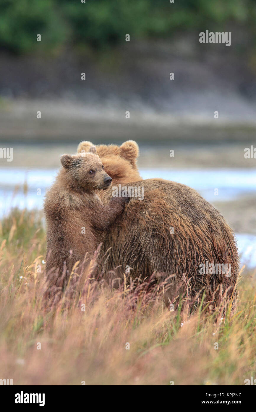 Grizzly Bears. Also called Brown Bears. McNeil River State Game ...