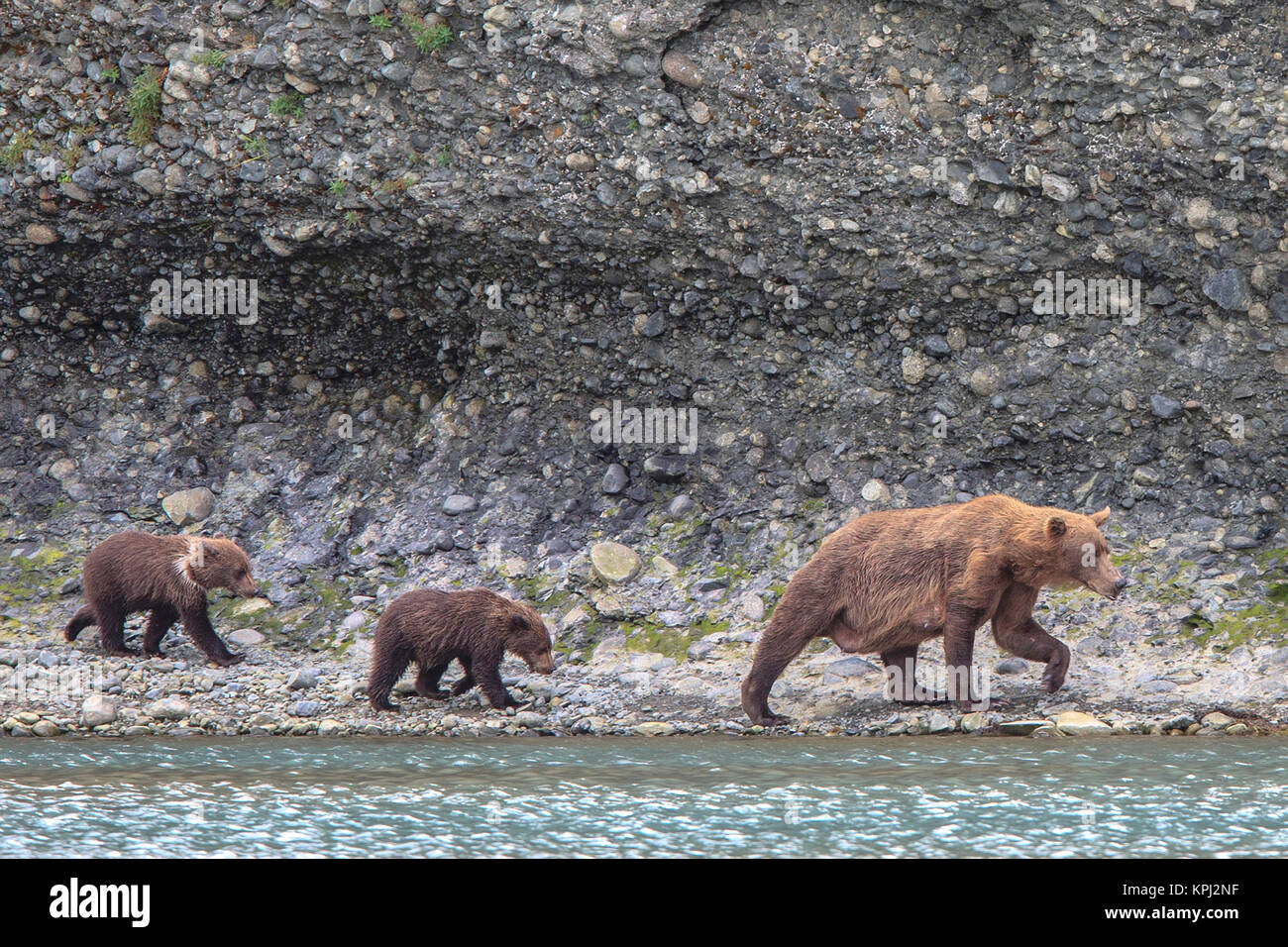 Grizzly Bears. Also called Brown Bears. McNeil River State Game ...
