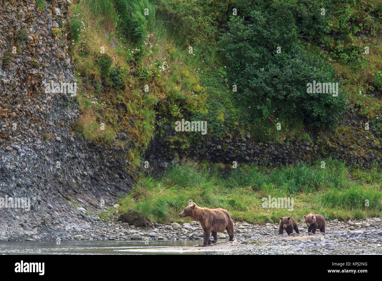 Grizzly Bears. Also called Brown Bears. McNeil River State Game ...