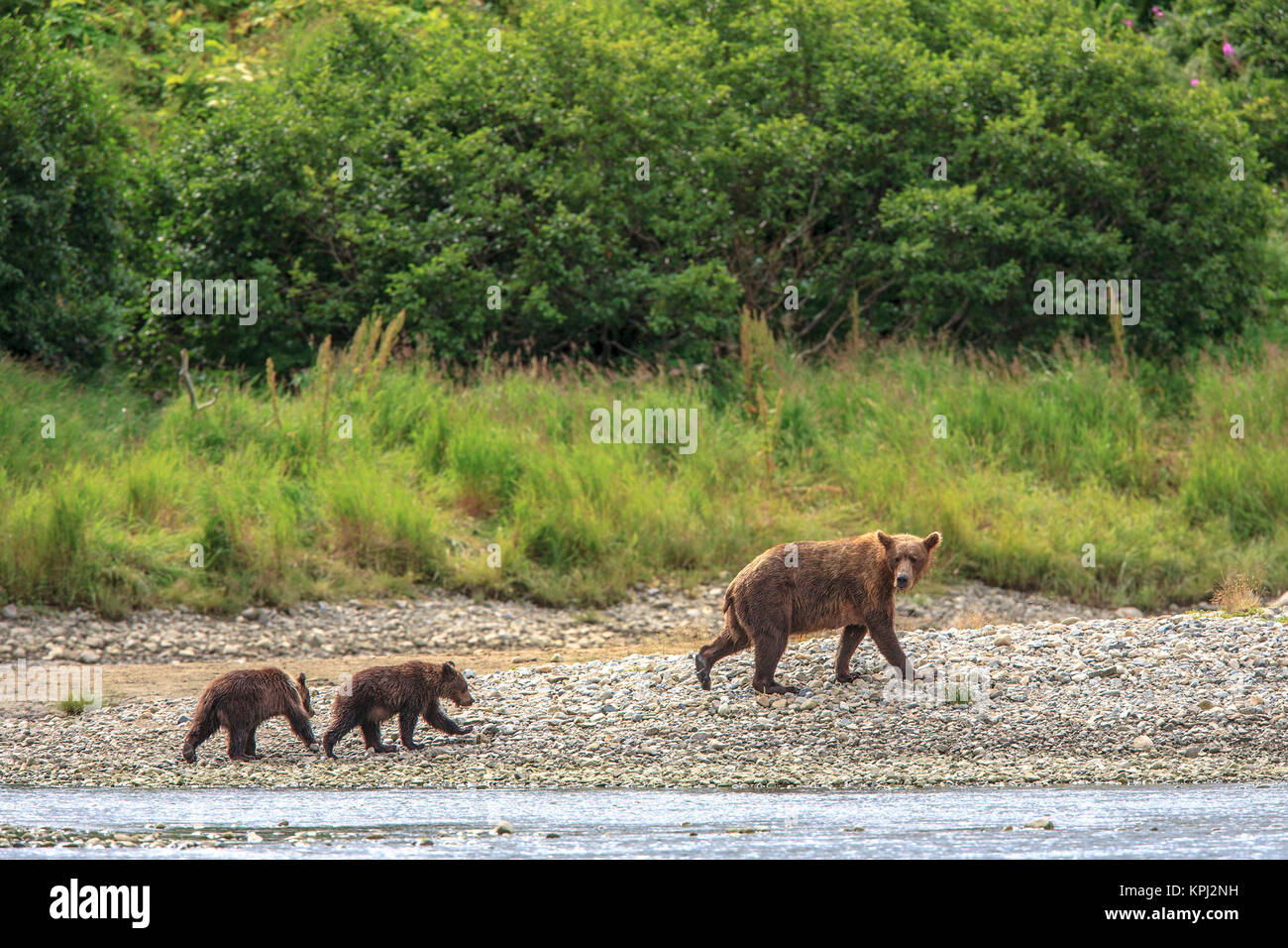Grizzly Bears. Also called Brown Bears. McNeil River State Game ...
