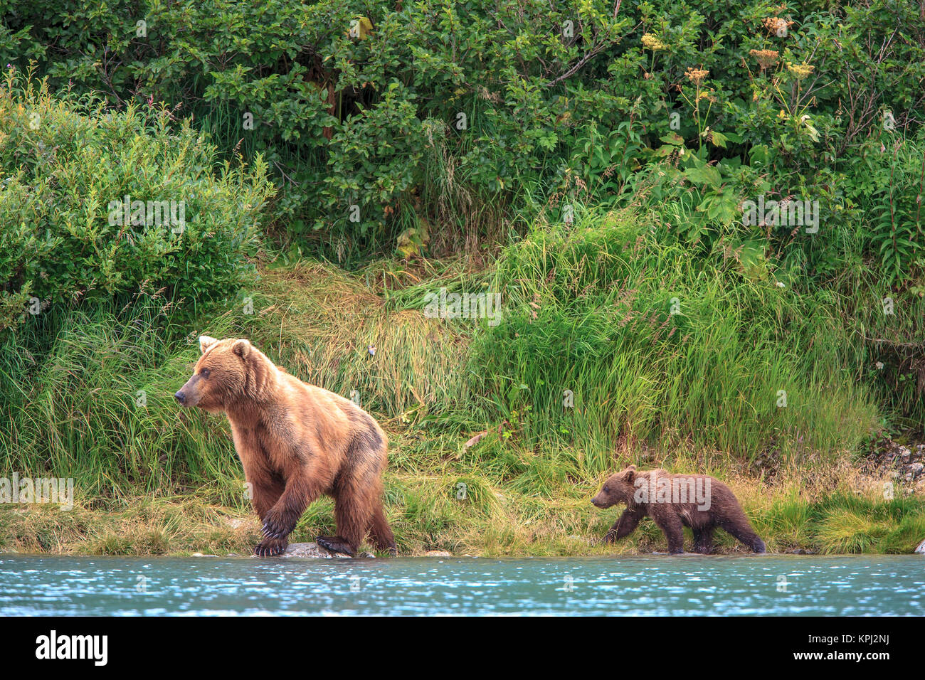 Grizzly Bears. Also called Brown Bears. McNeil River State Game ...
