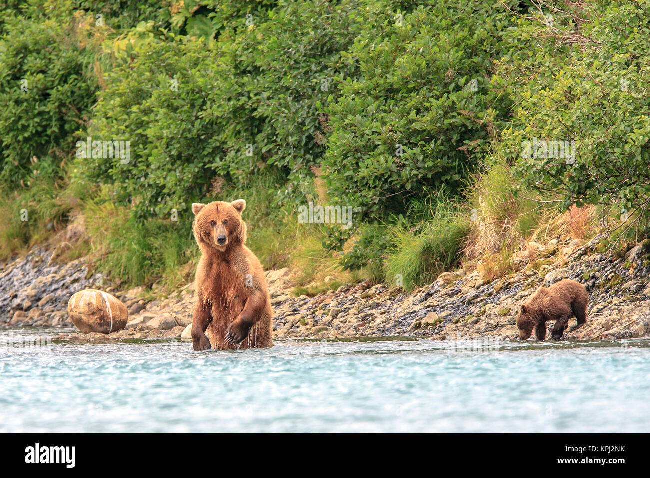 Grizzly Bears. Also called Brown Bears. McNeil River State Game ...