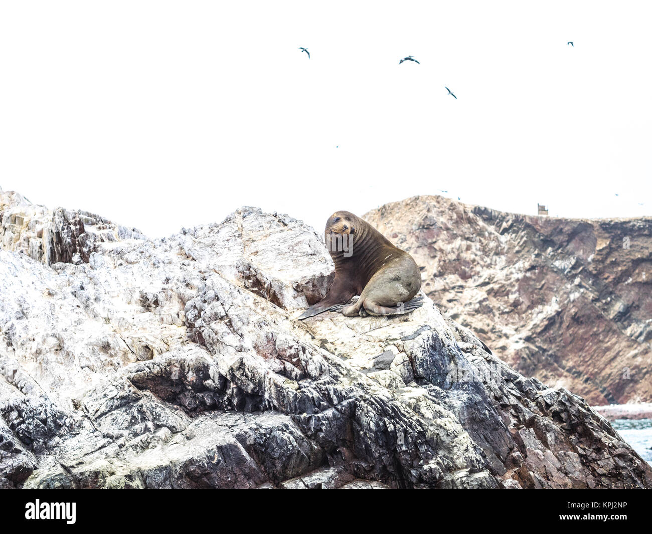 A Sean lion over a rock in the Islas Ballestas National park Stock ...