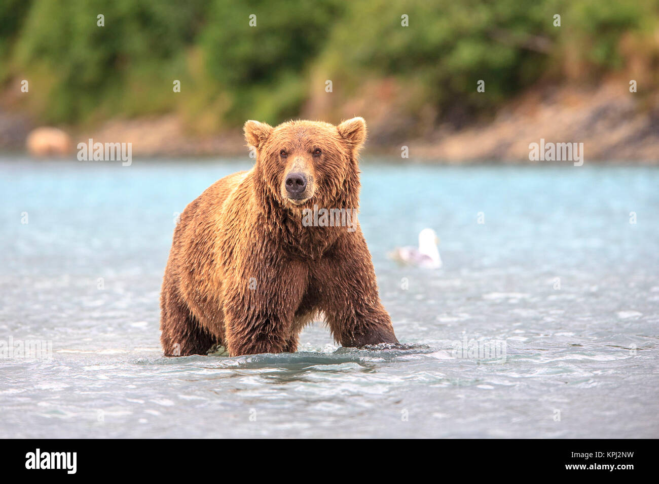 Mcneil river bear sanctuary hi-res stock photography and images - Alamy