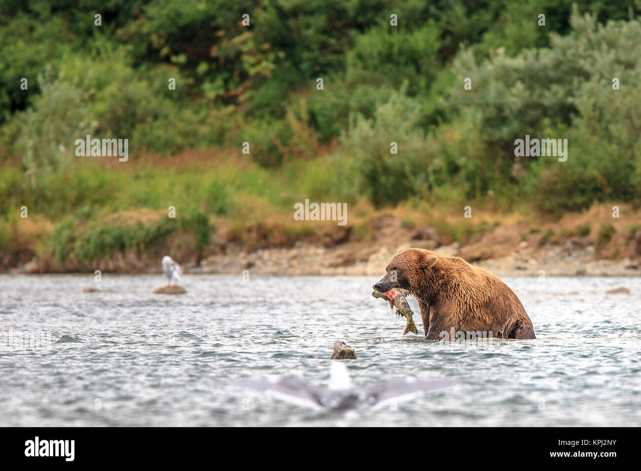 Grizzly Bears. Also called Brown Bears. McNeil River State Game ...