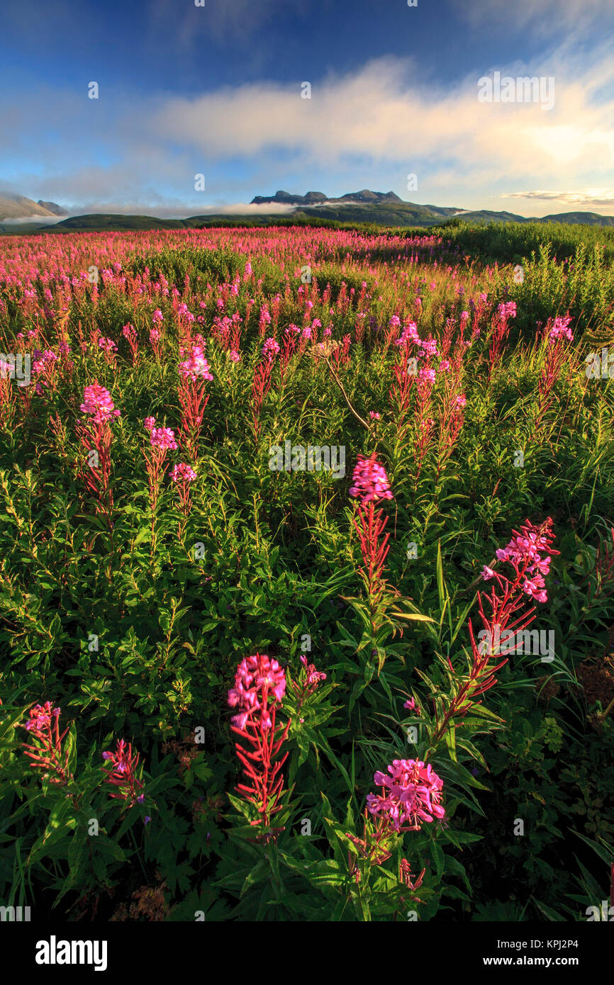 Lupine field. McNeil River State Game Sanctuary and refuge. Alaska ...