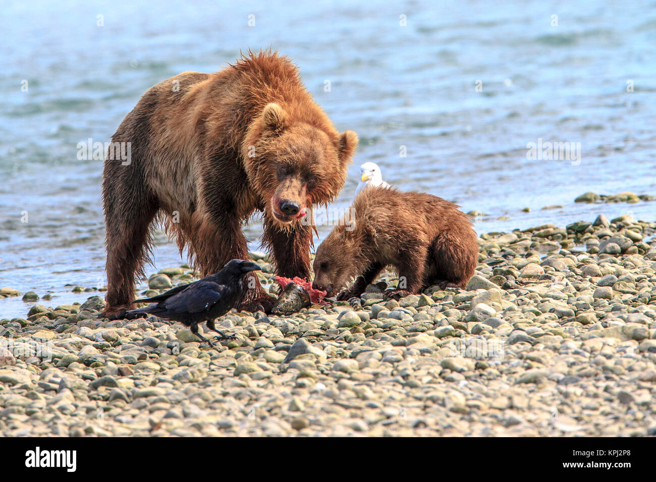 Grizzly Bears. Also called Brown Bears. McNeil River State Game ...