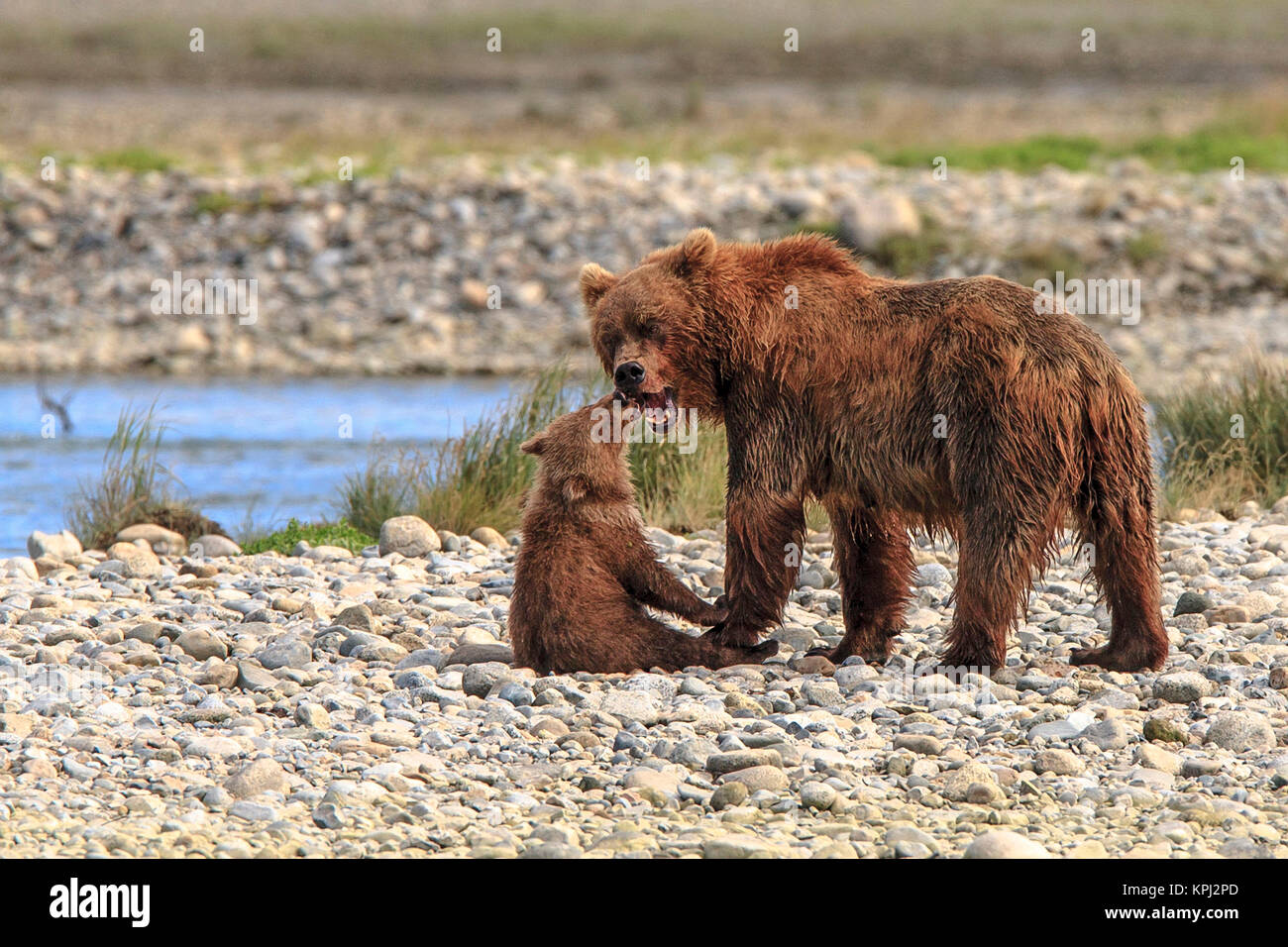 Grizzly Bears. Also called Brown Bears. McNeil River State Game ...