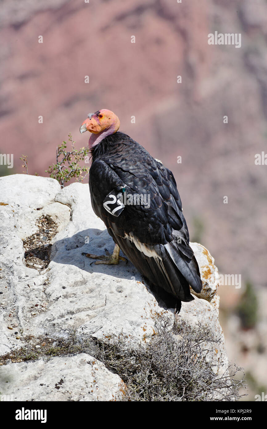 Condor grand canyon arizona hi-res stock photography and images - Alamy