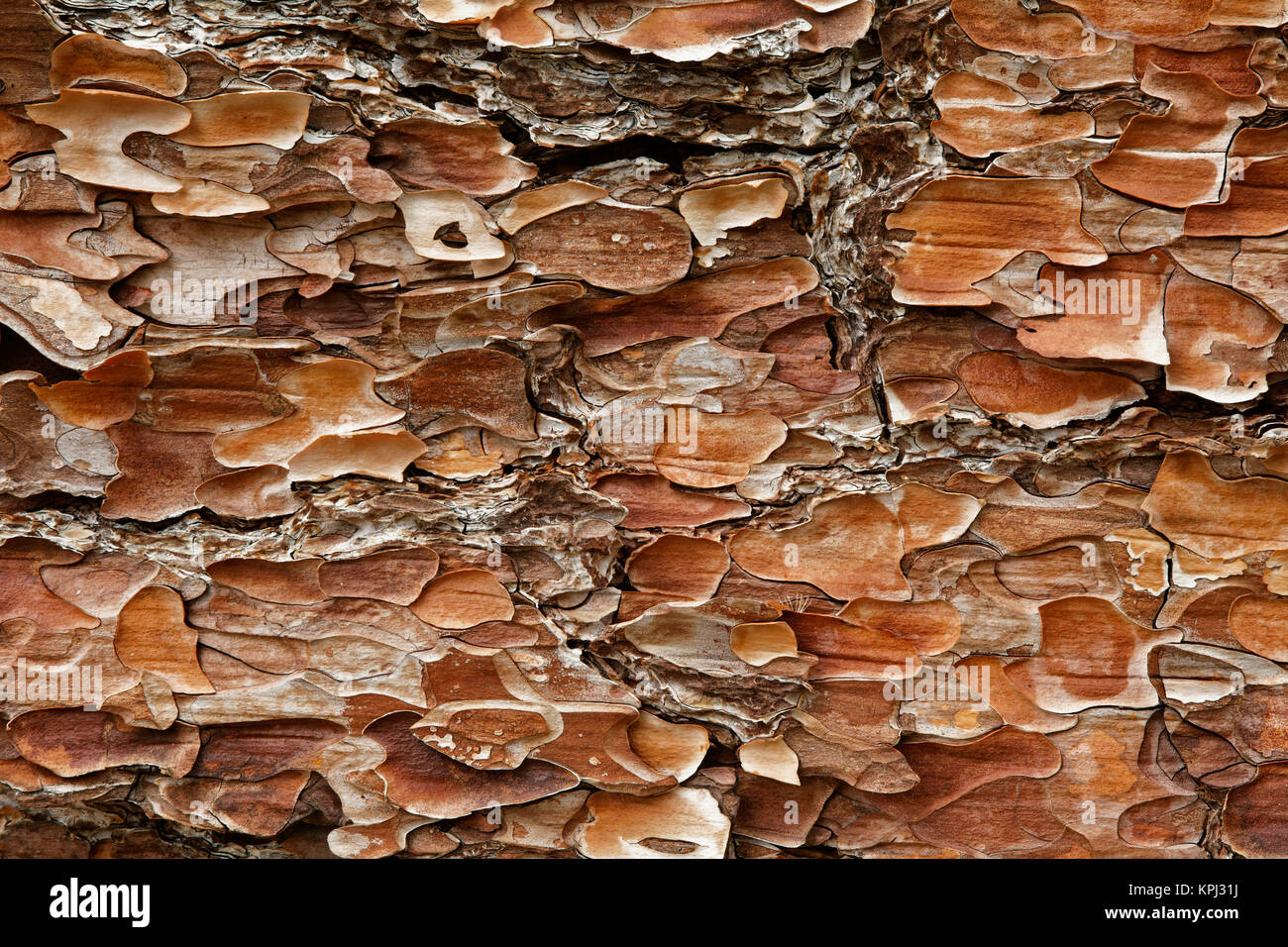Pine Bark pattern, California Stock Photo - Alamy