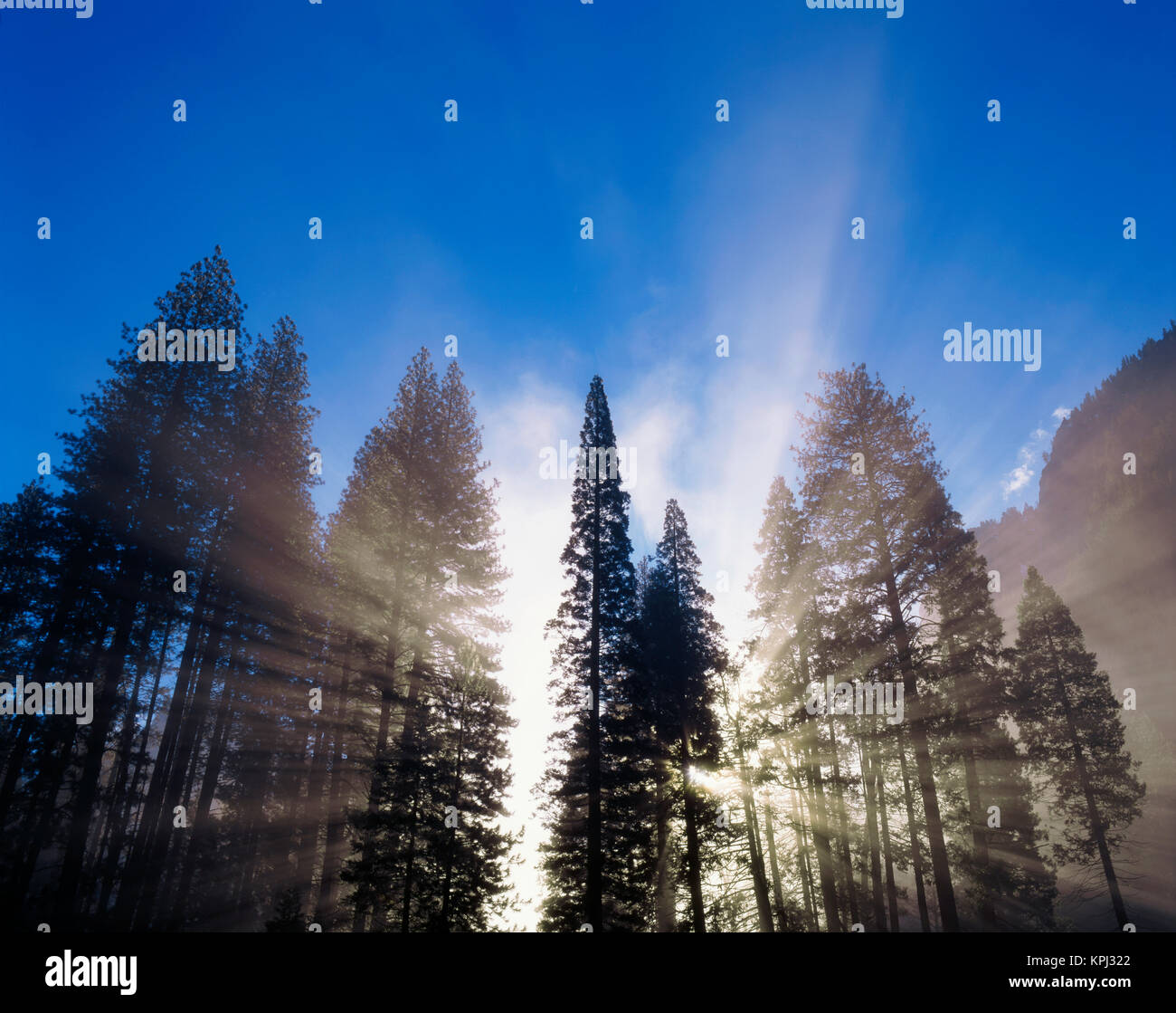 USA, California, Yosemite National Park, Sunlight beaming through pine ...