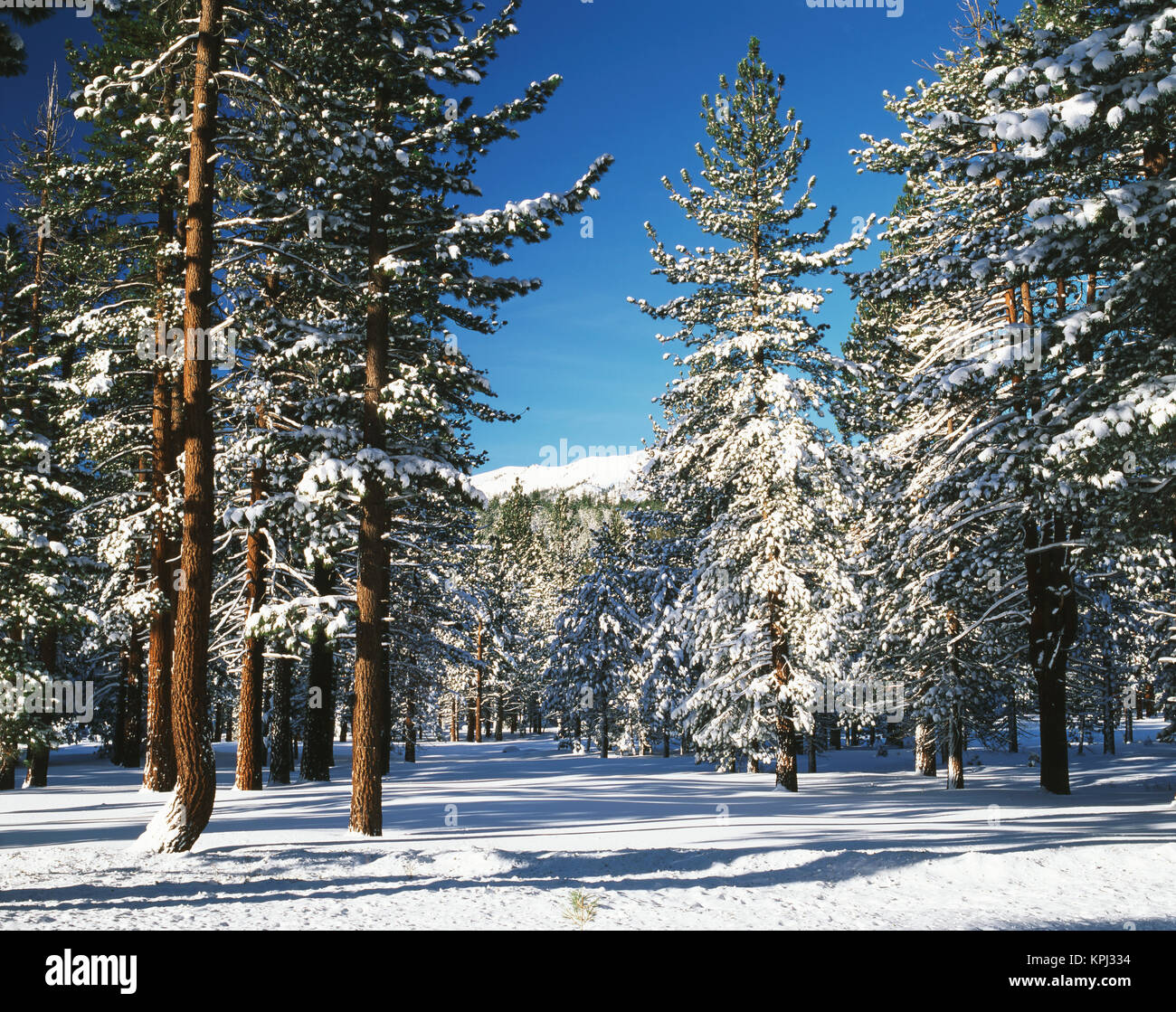 Jeffrey pine hi-res stock photography and images - Alamy