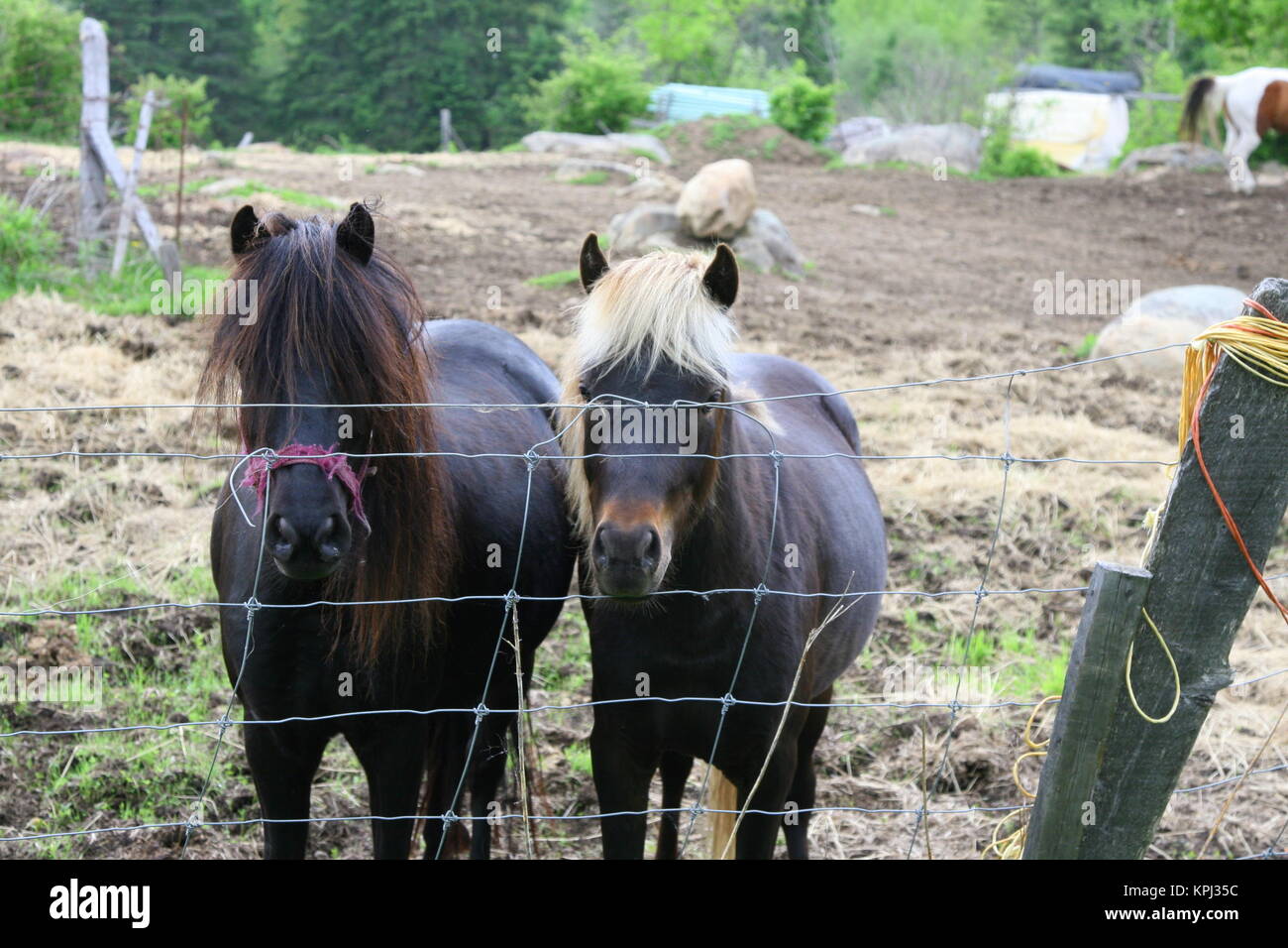 Horses in pasture Stock Photo - Alamy
