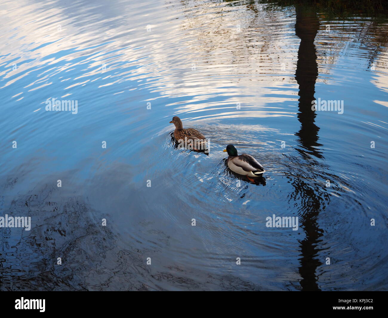 Ducksters
