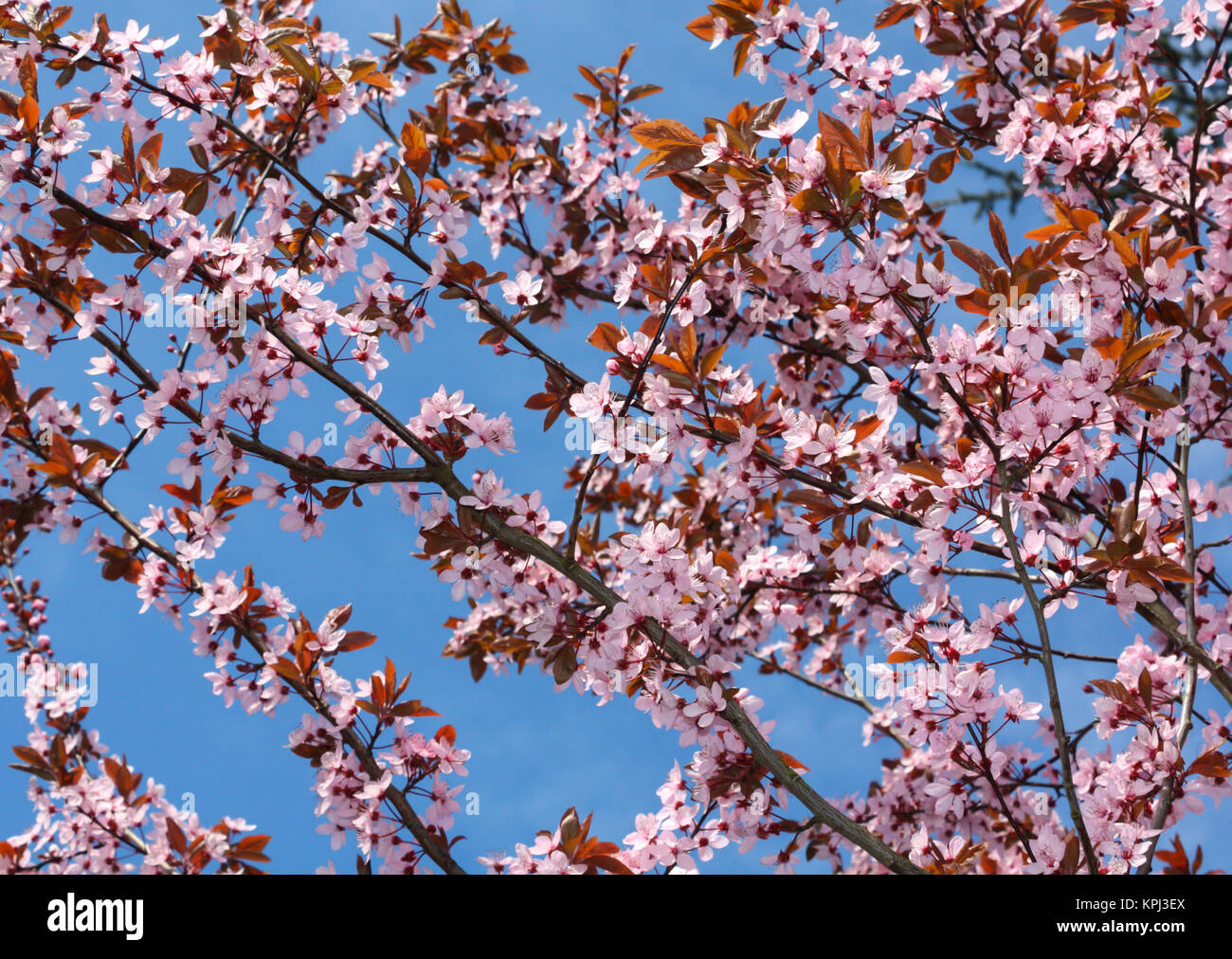 Ornamental pink cherry blossom spring hi-res stock photography and ...