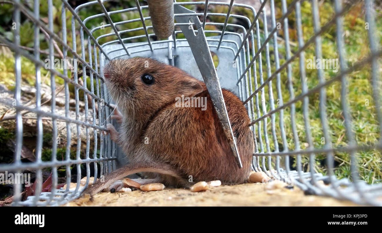 red-eared mouse in the mousetrap Stock Photo - Alamy