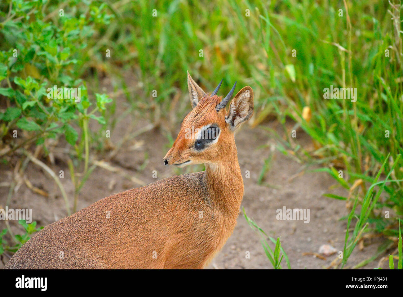 Teeny Dik-dik antilop in Tarangire National Park, Tanzania Stock Photo ...