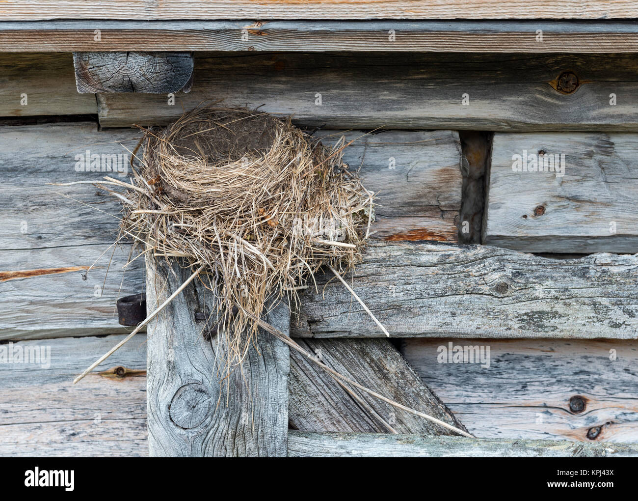 Birds nest on old timbered house. Rondane, Norway Stock Photo - Alamy